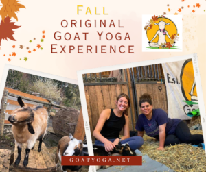 Original Goat Yoga Oregon City, Oregon